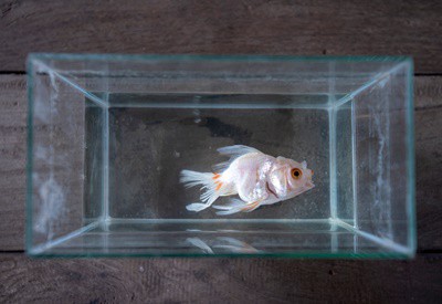 Why is my fish Chalky after death?