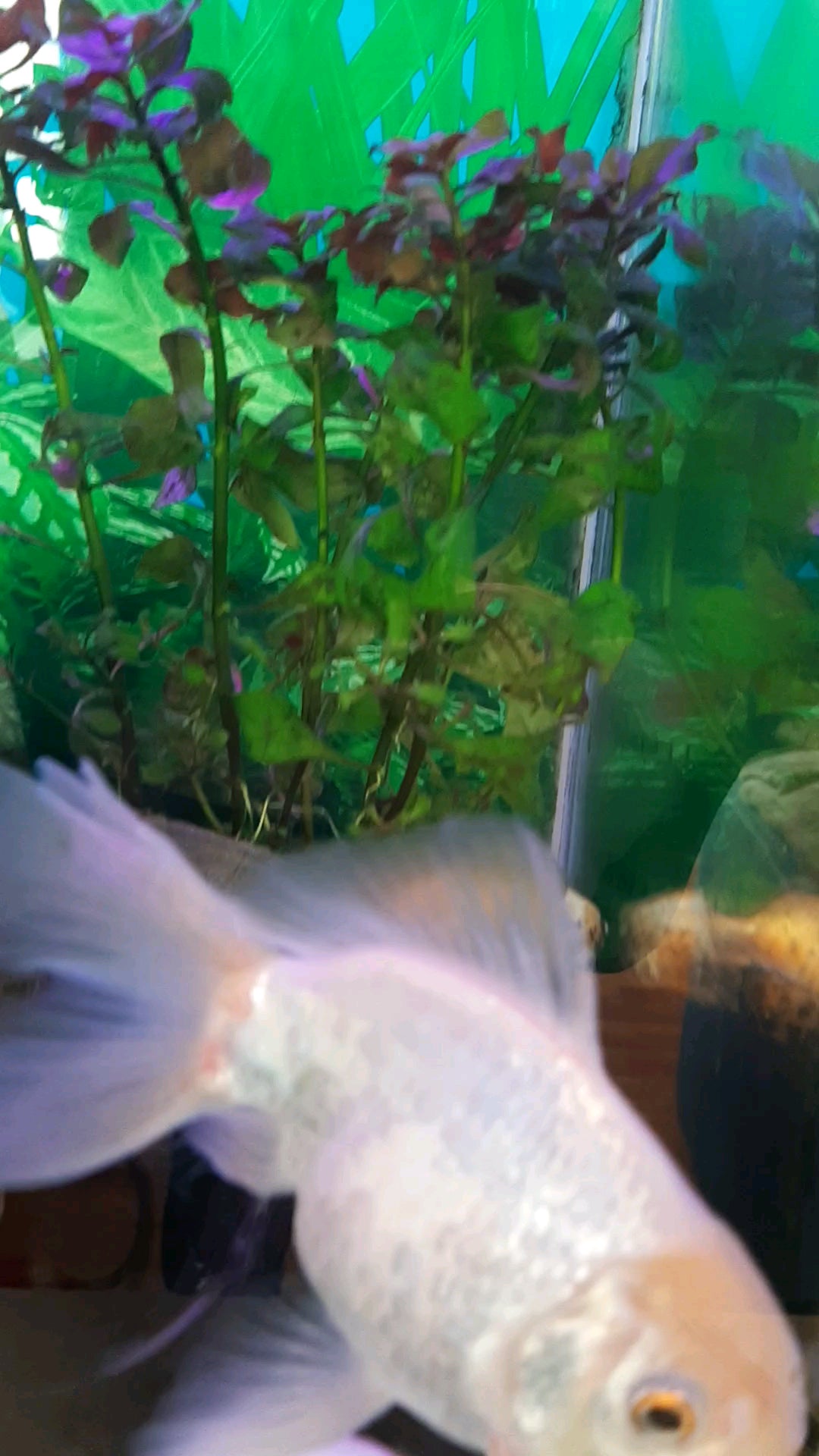Why is my fish doing backflips?