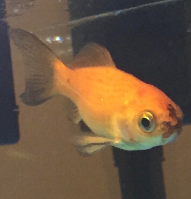 Why is my fish half black?