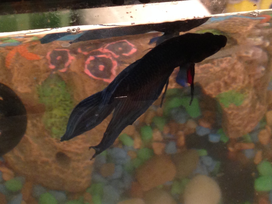 Why is my fish not moving and not eating?