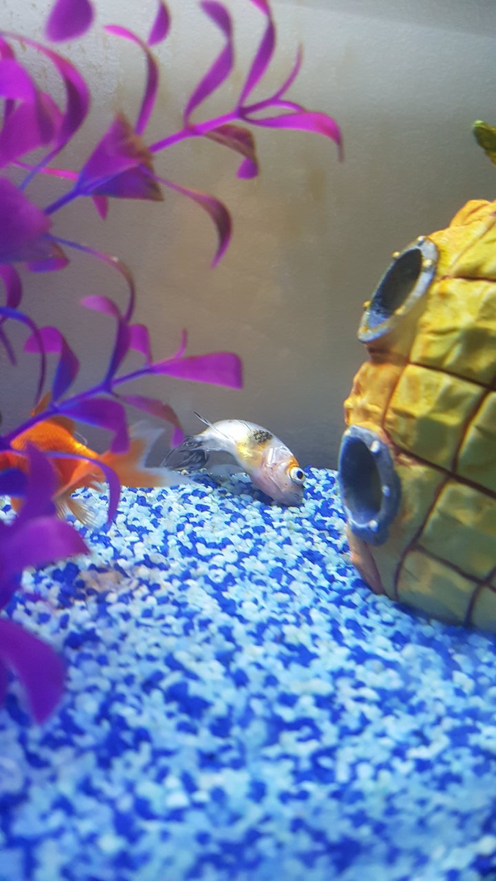 Why is my fish stuck in one spot?