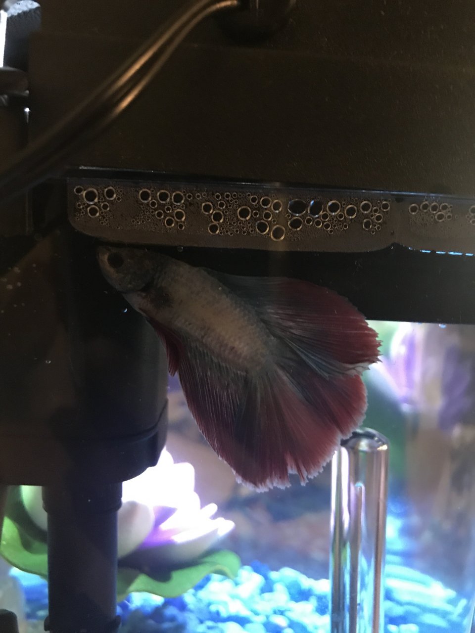 Why is my fish stuck in the corner?