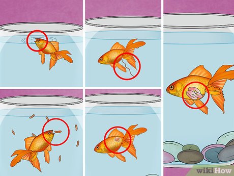 Why is my fish swimming sideways?