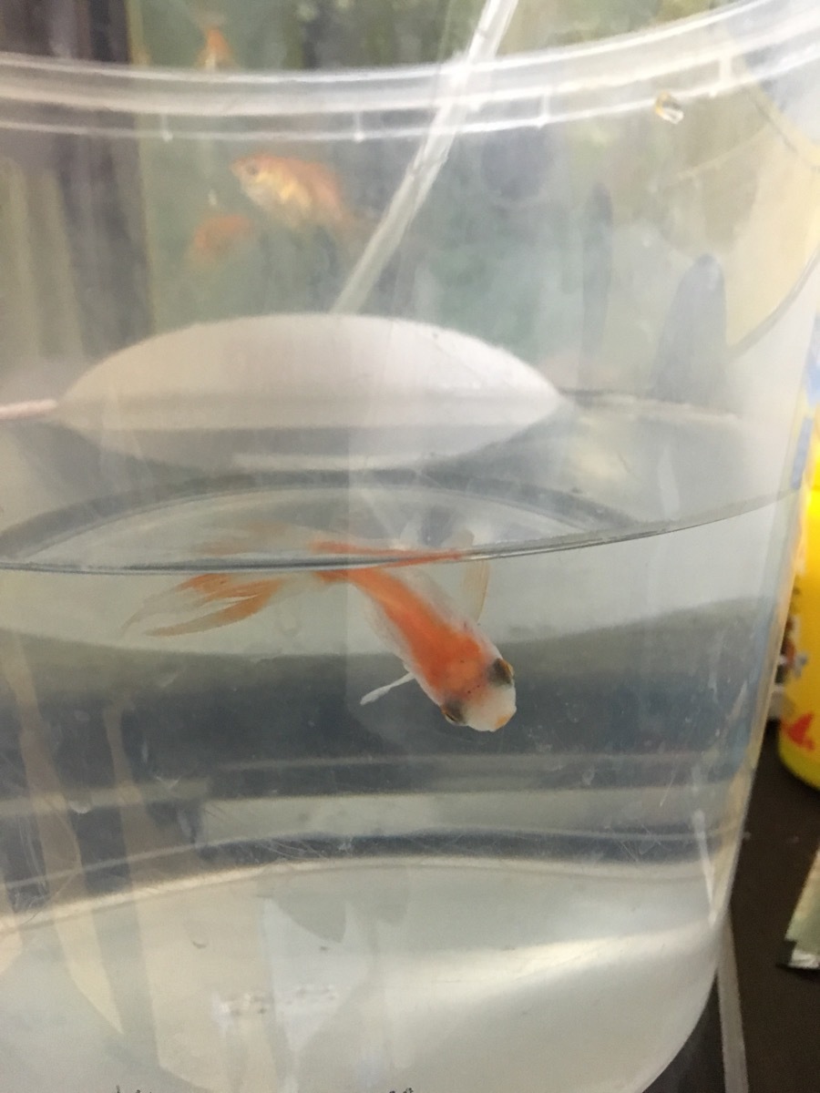 Why is my fish swimming slightly sideways?