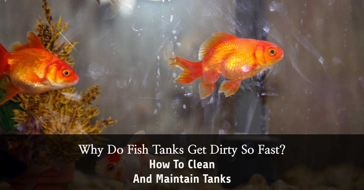 Why is my fish tank so dirty after one day?