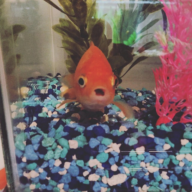 Why is my fish watching?