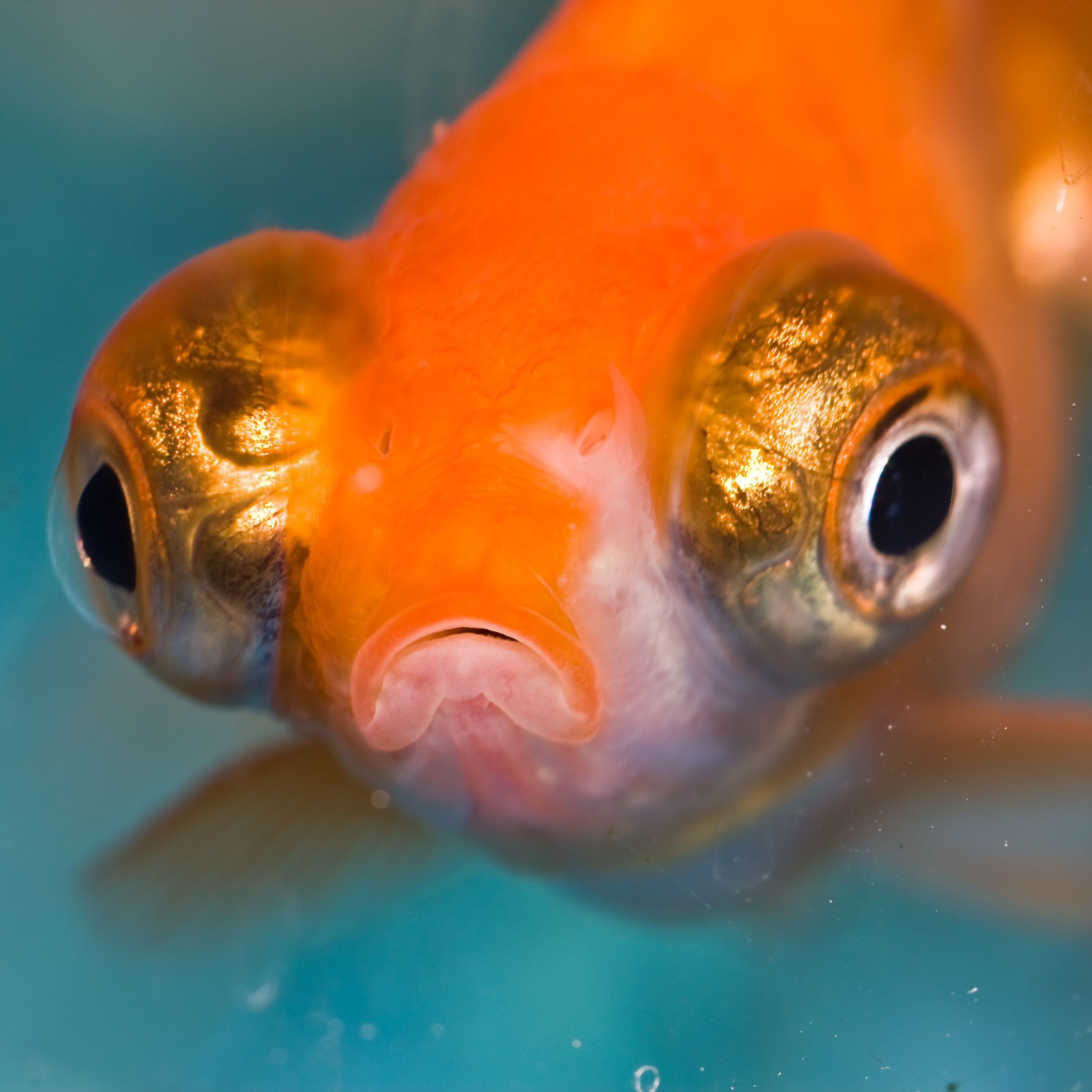 Why is my fish's eye weird?