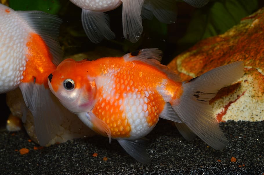 Why is my fish's poop orange?