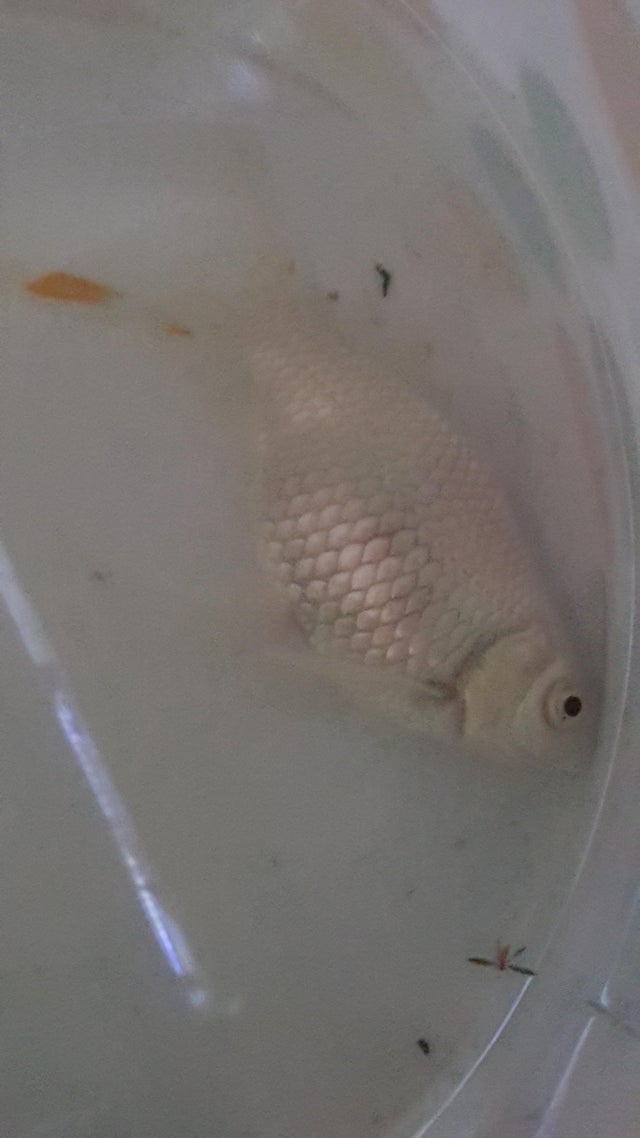 Why is my goldfish laying on its side but still breathing?