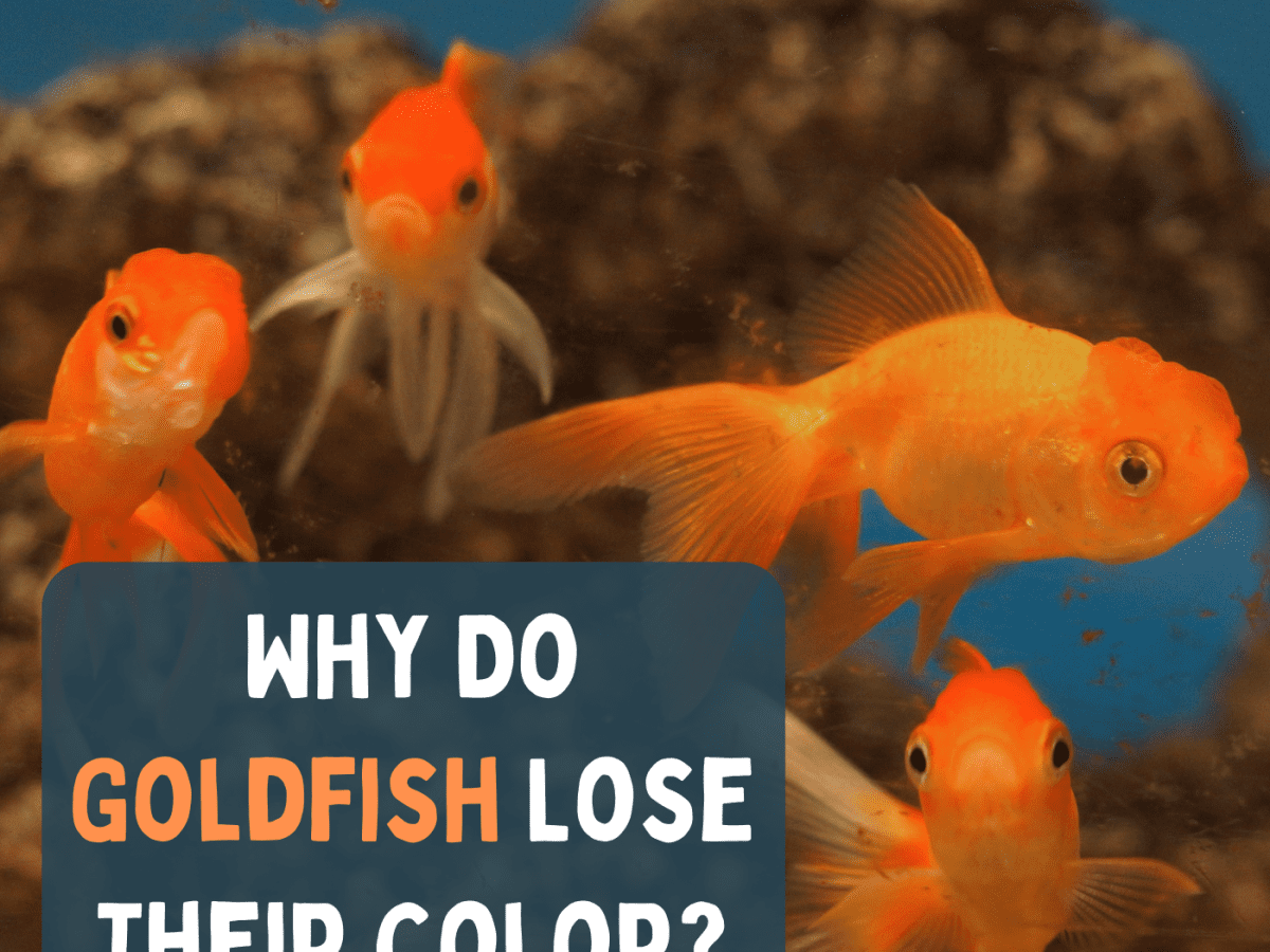 Why is my goldfish losing its orange Colour?