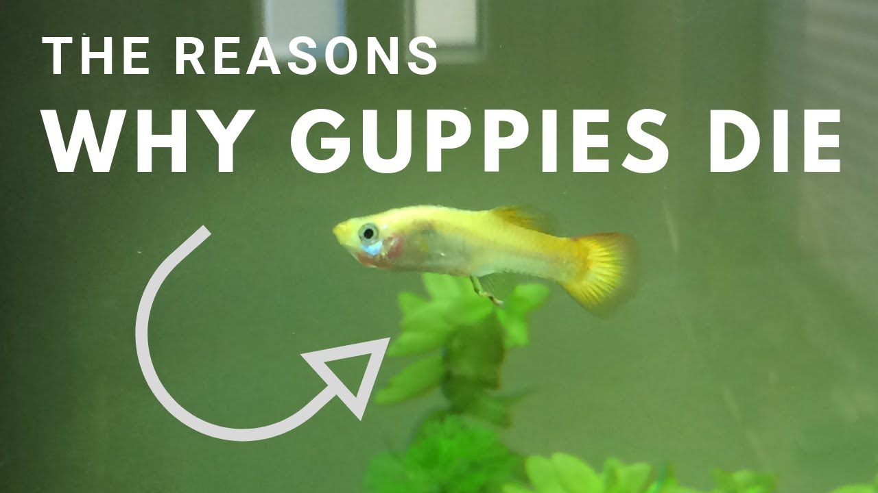Why is my guppy doing flips?