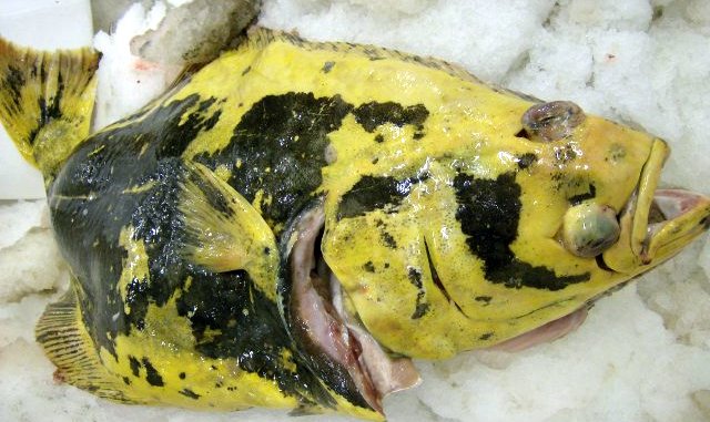 Why is my halibut yellow?