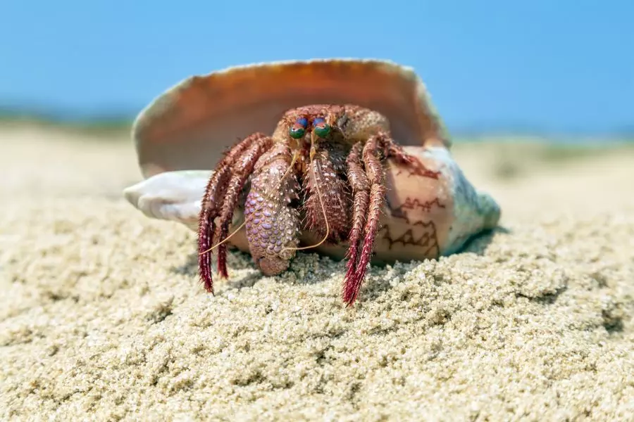 Why is my hermit crab constantly digging?