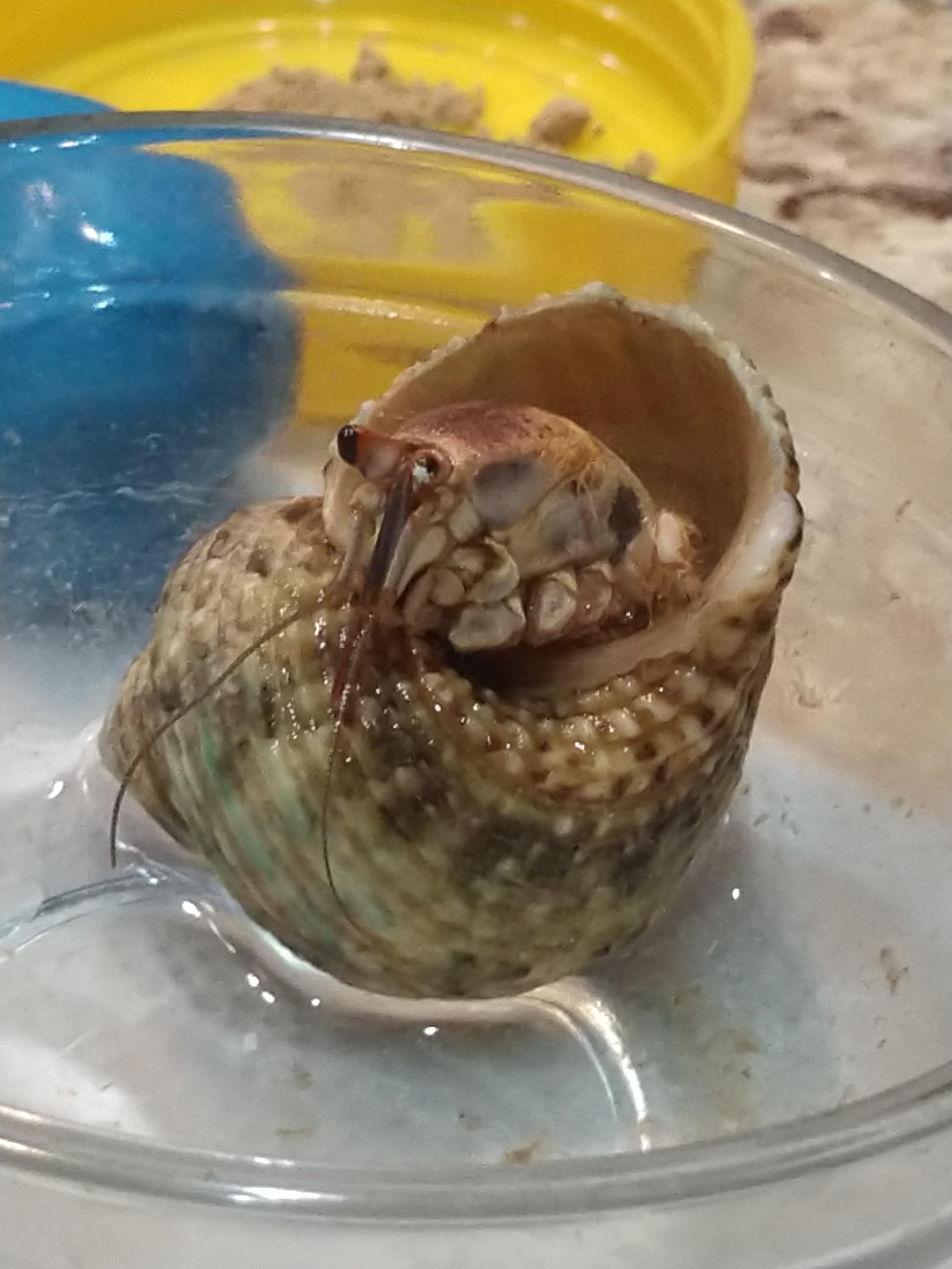 Why is my hermit crab losing limbs?