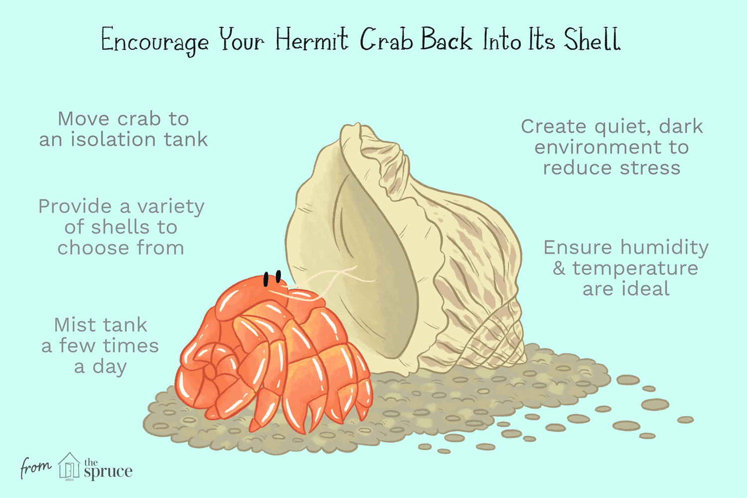 Why is my hermit crab not coming out of its shell?