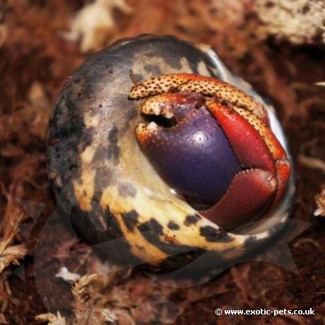 Why is my hermit crab purple?