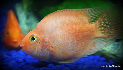 Why is my orange fish losing color?