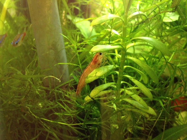 Why is my shrimp turning red?