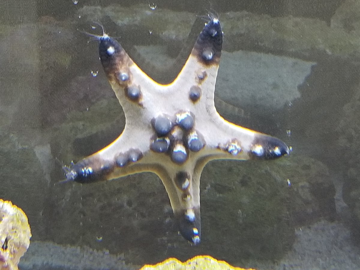 Why is my starfish turning white?