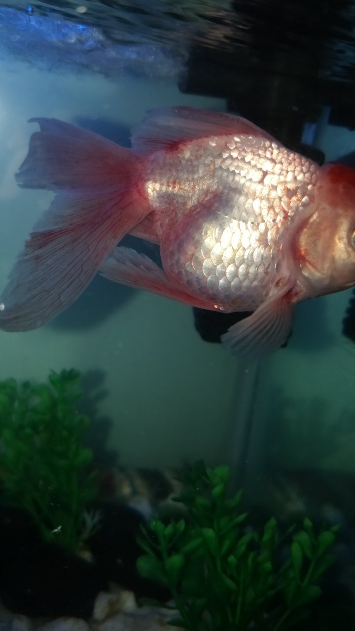 Why is my white fish turning red?