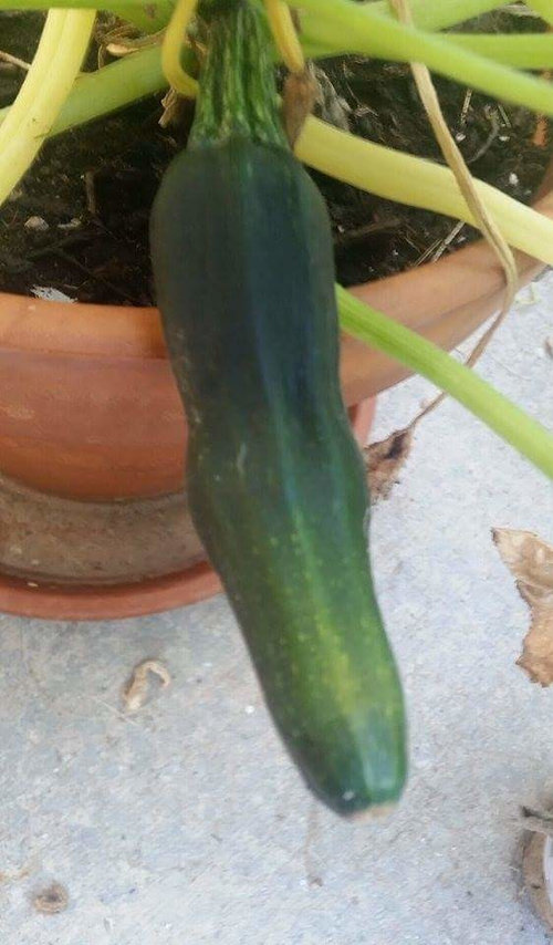 Why is my zucchini squishy?