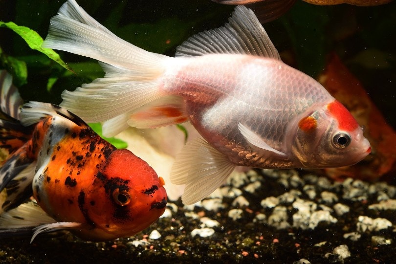 Why is one of my fish being aggressive to another?
