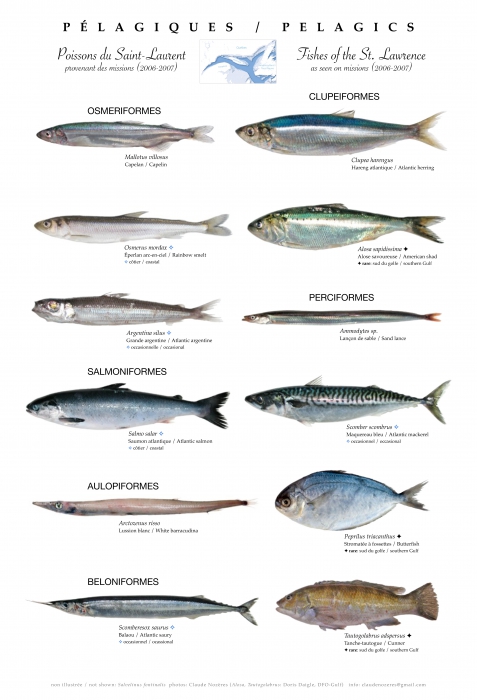 Why is pelagic fishes important?