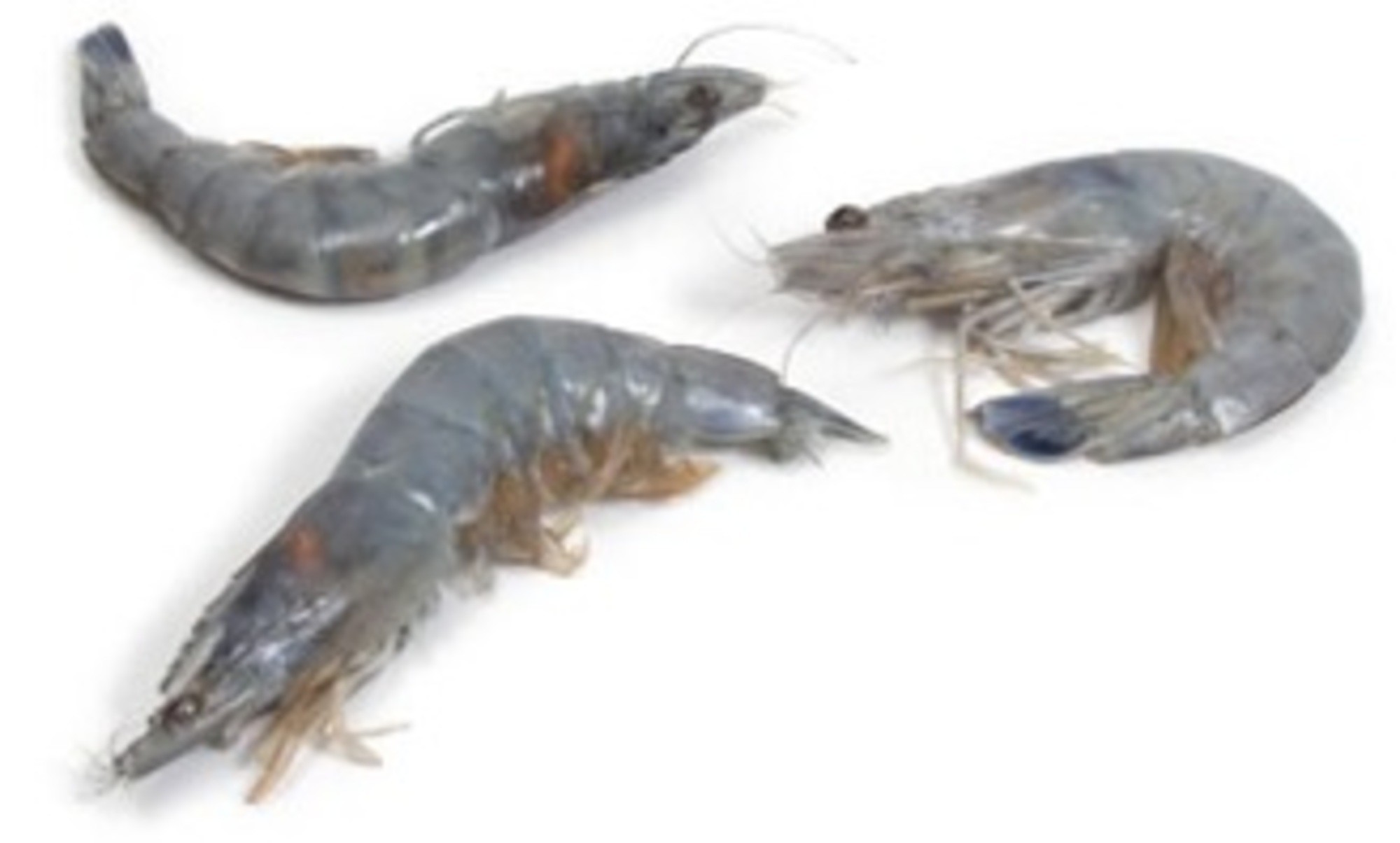 Why is raw shrimp blue?