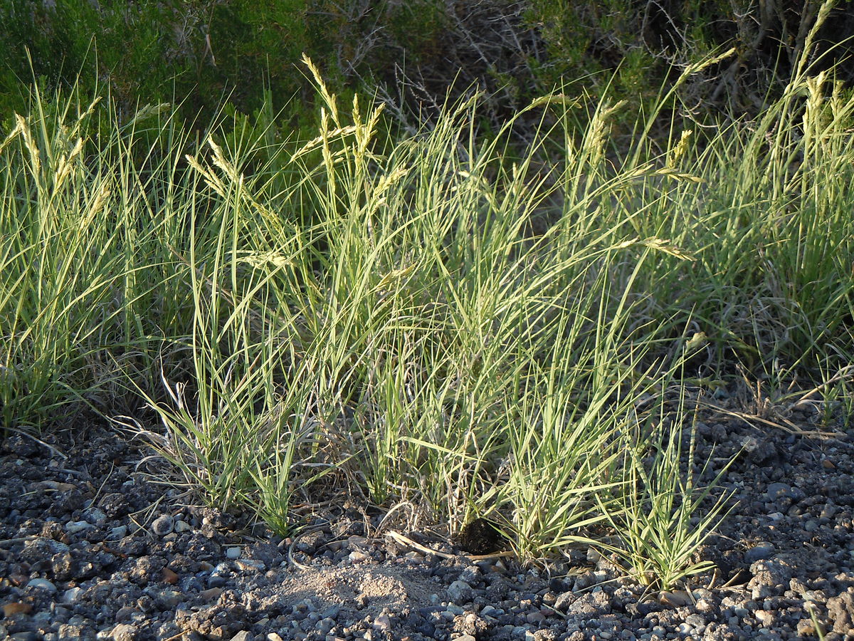 Why is saltgrass called saltgrass?