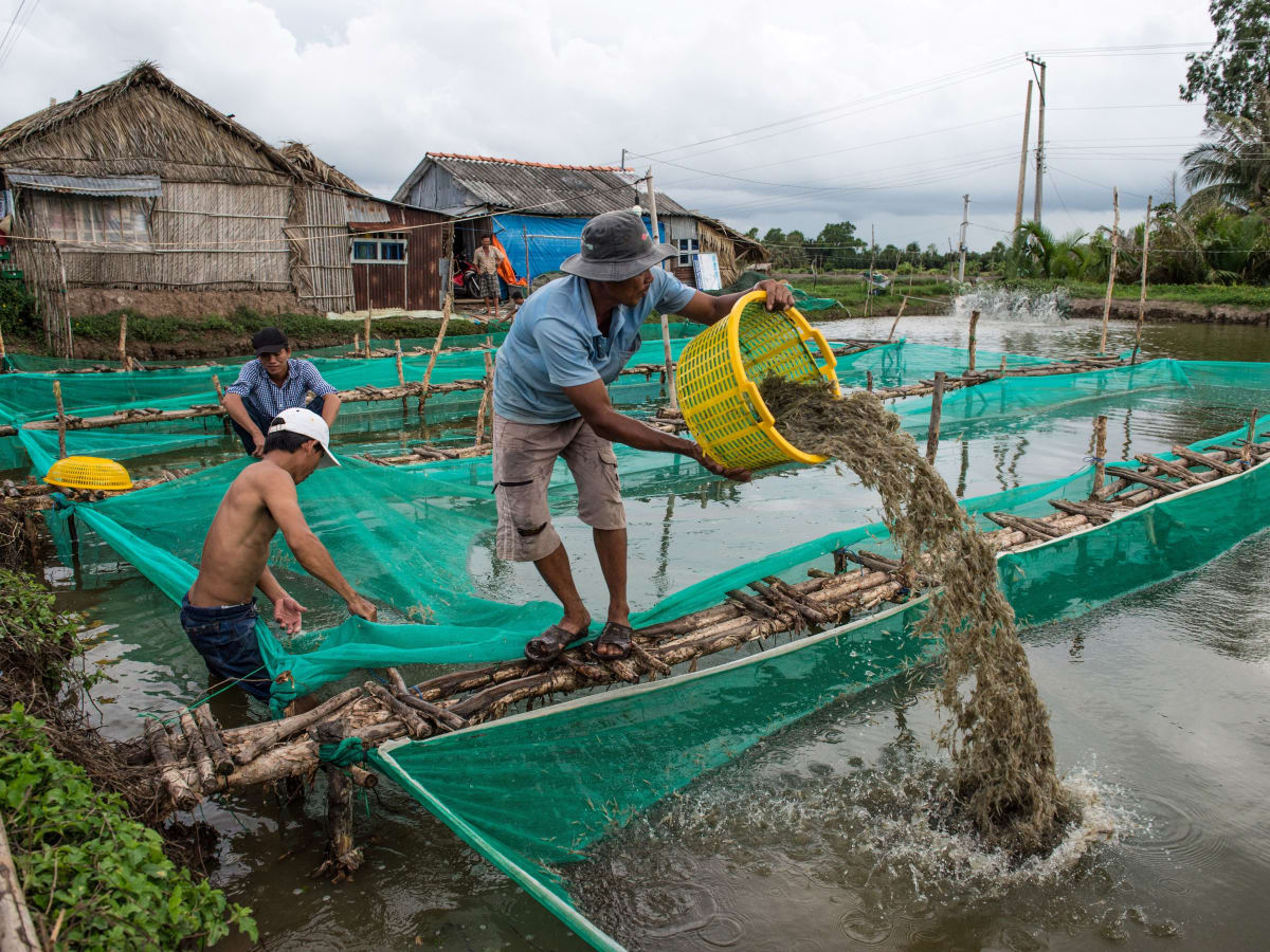 Why is shrimp farming bad for the environment?
