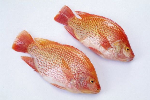 Why is some tilapia red?