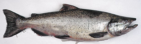 Why is the Chinook salmon Alaska's state fish?