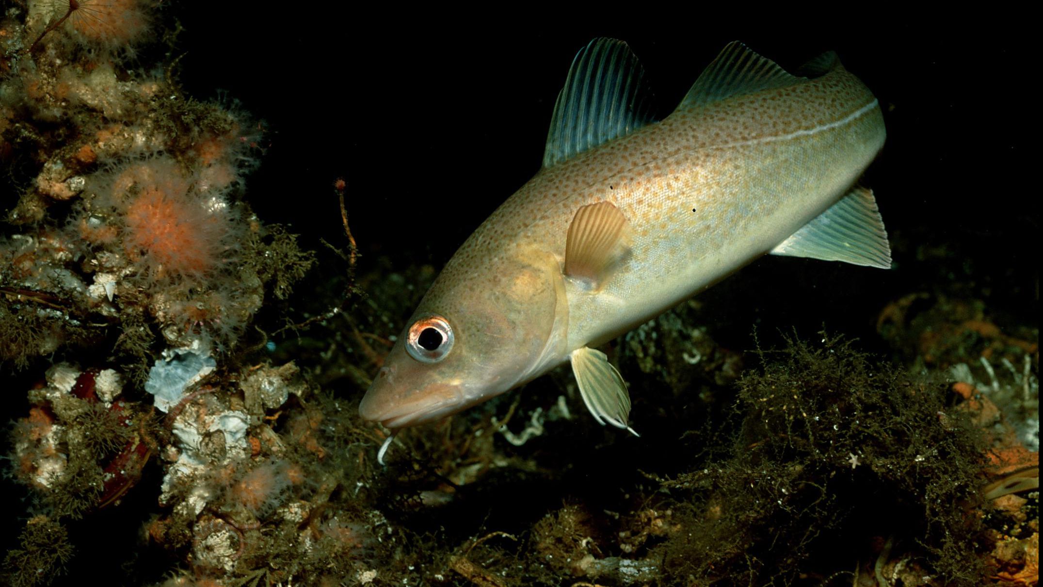 Why is the cod fish so important to American history?