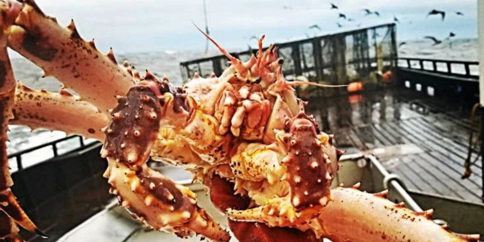 Why is there a shortage of king crab? [2022] QAQooking.wiki