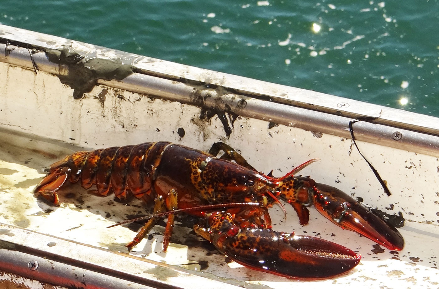 Why is there so much lobster in Maine?