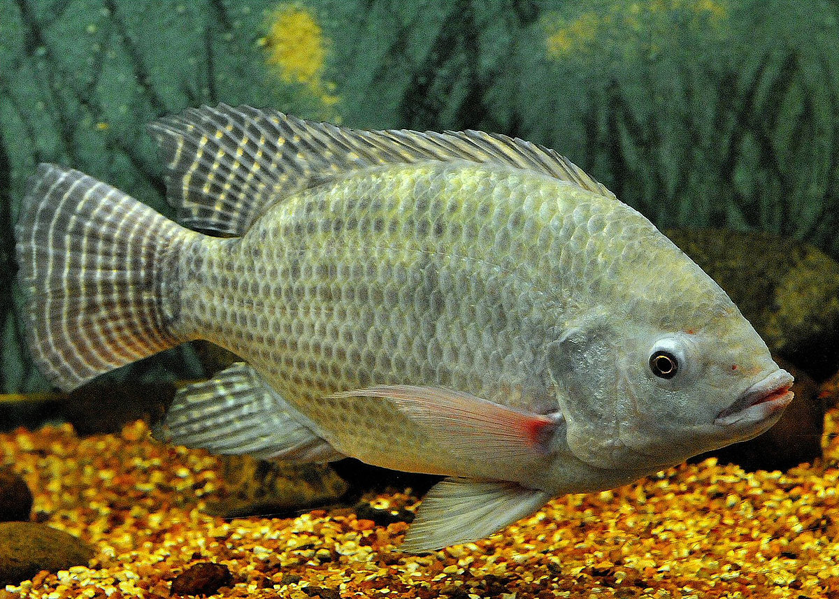 Why is tilapia called the fish of the Nile?
