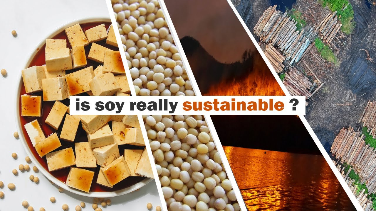 Why is tofu unsustainable?