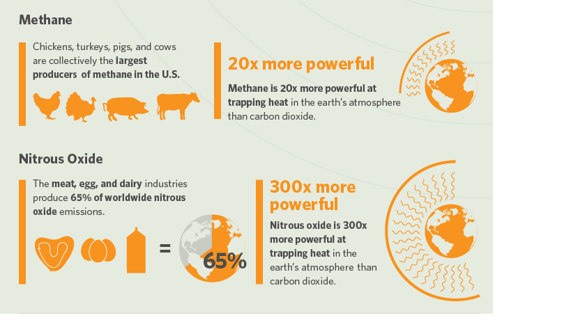 Why plant-based is better for the environment?