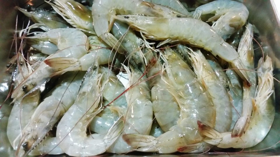 Why prawn is expensive?