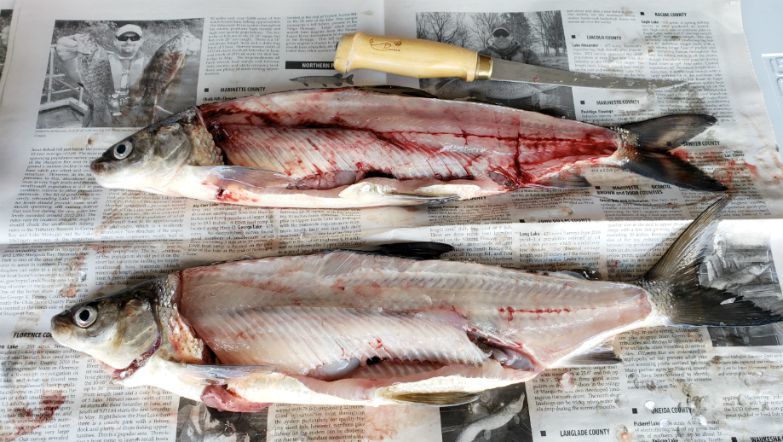 Why removing the blood from the fish is important?