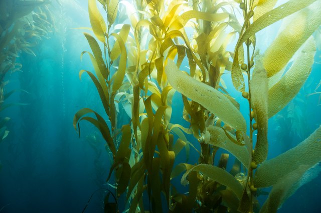 Why seaweed is not a plant?