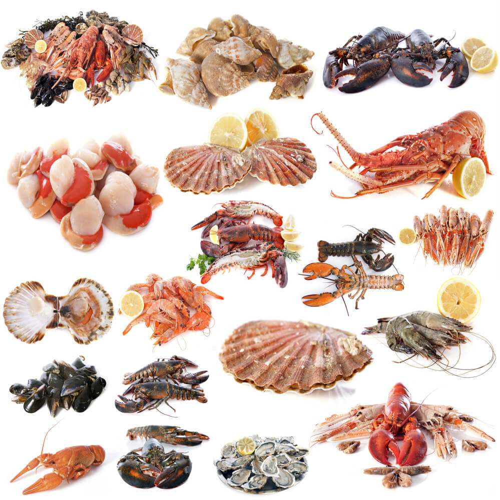 Why shellfish is not good for you?