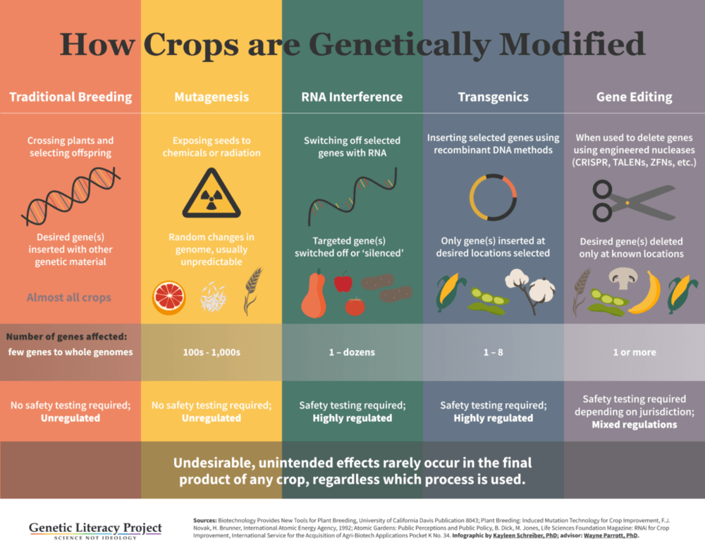 Why should we care about GMOs?