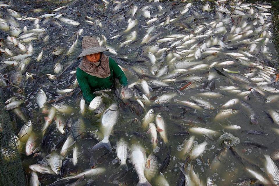 Why should you not eat farm raised tilapia?