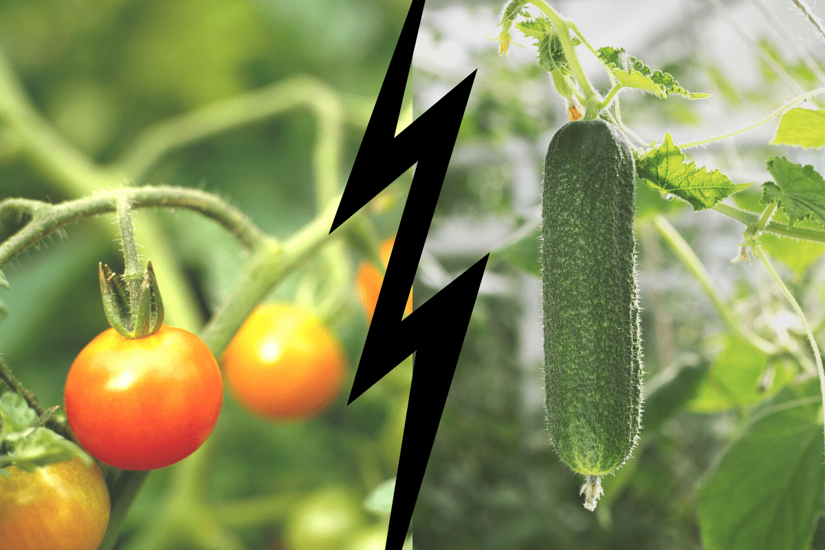 Why should you not plant cucumbers near tomatoes?