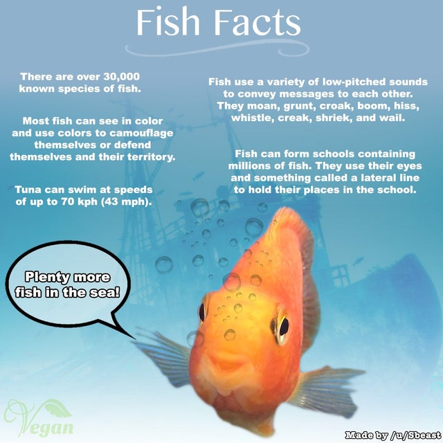 Why shouldnt you eat fish?