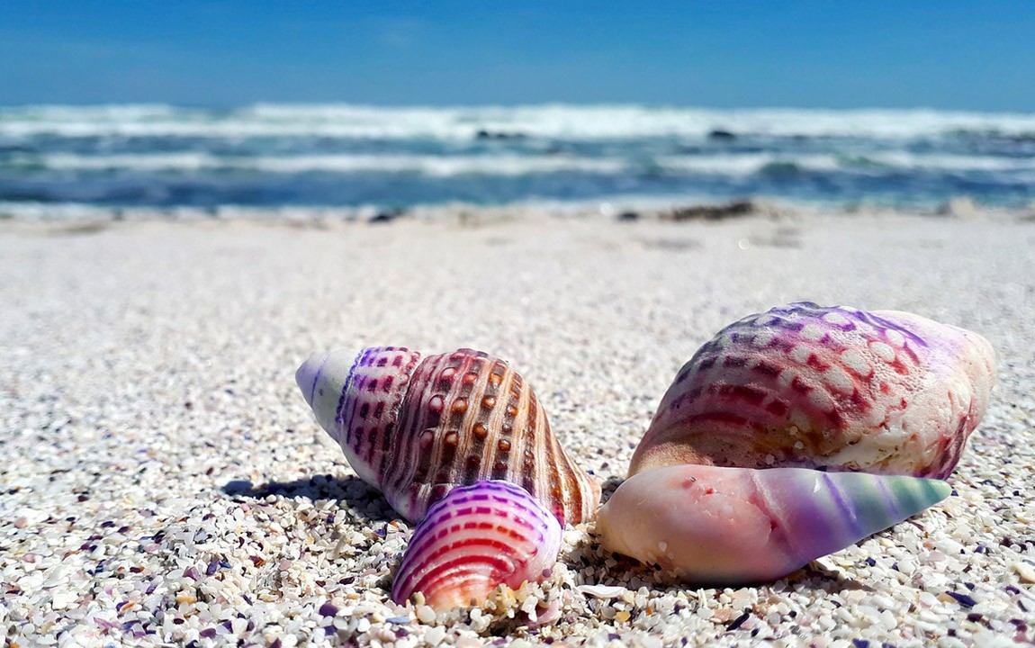 Why shouldn't you pick up shells from the beach?