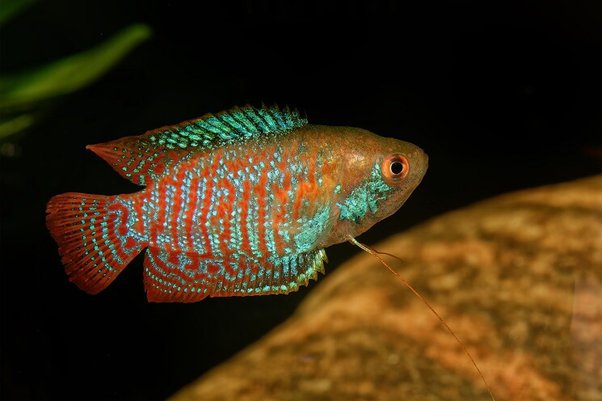 Why some fishes are usually dark or whitish in colour?