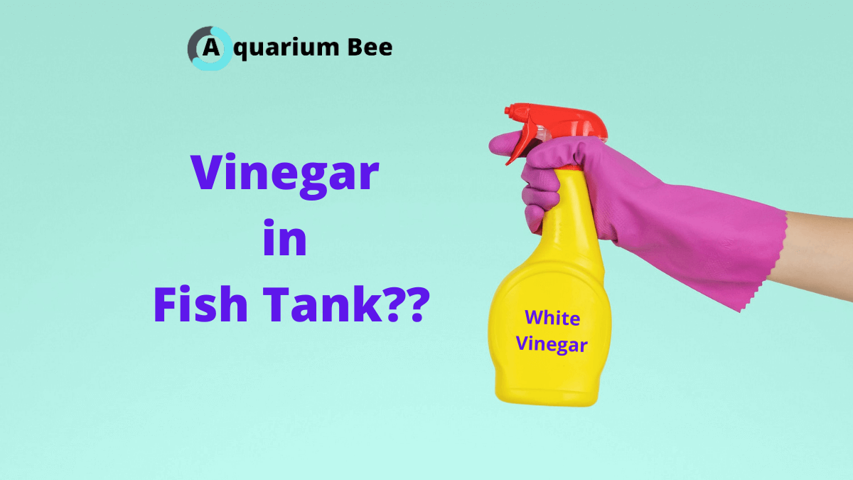 Why vinegar is used in fish?