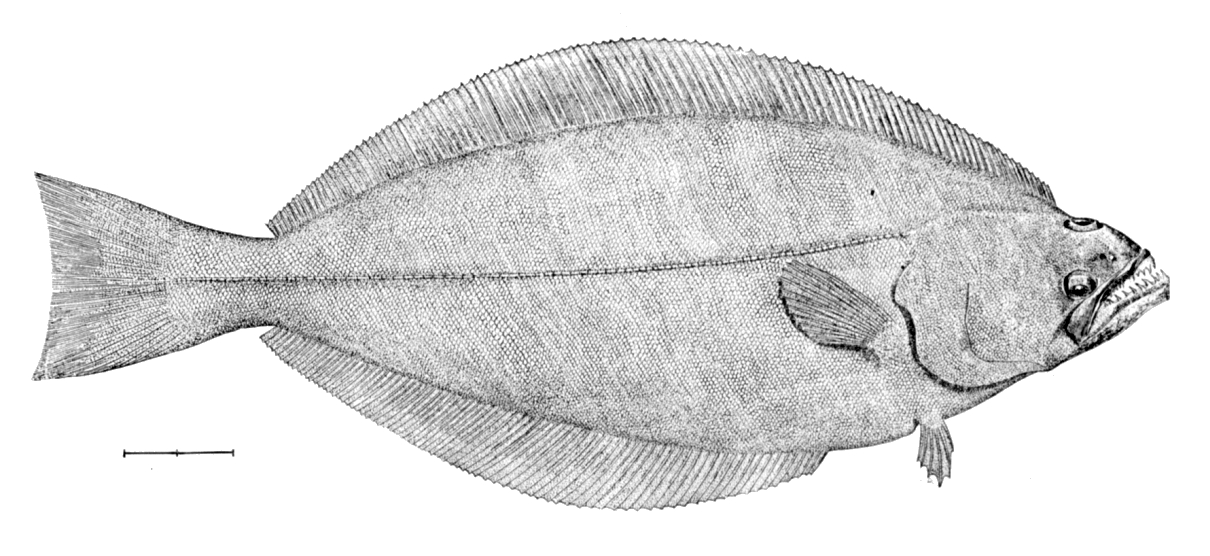 Why was the Greenland halibut added to the Red List?